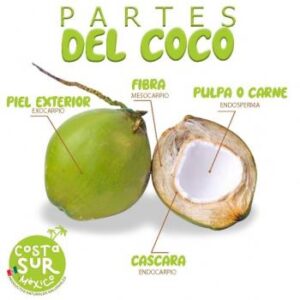 Beneficios y propiedades del coco de Brasil | Nutriaventura